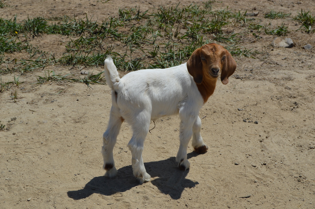 Goating around on the Ranch – Stover Creek Farms